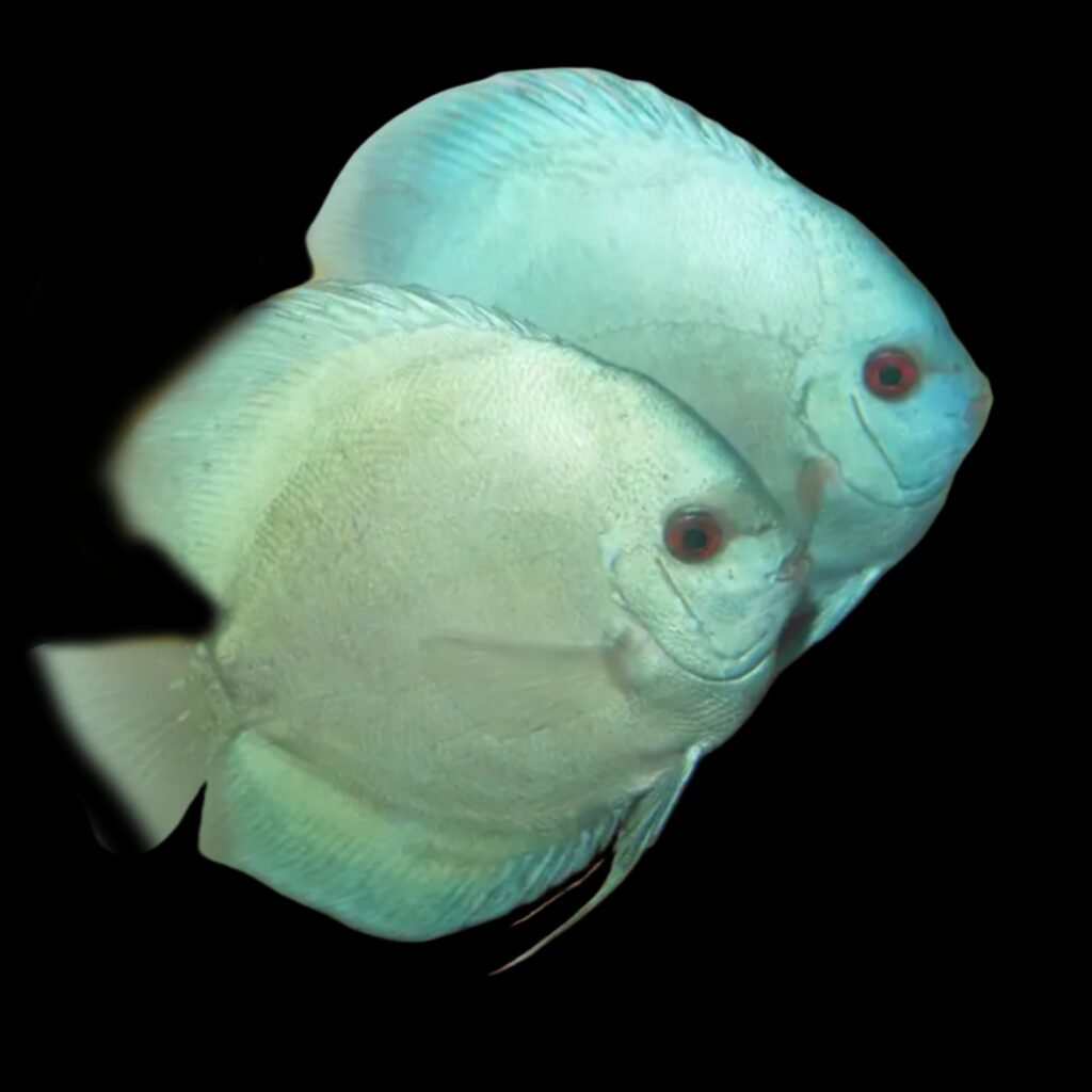 (F31) Ocean Green Diamond Discus Fish (Symphysodon aequifasciatus ...