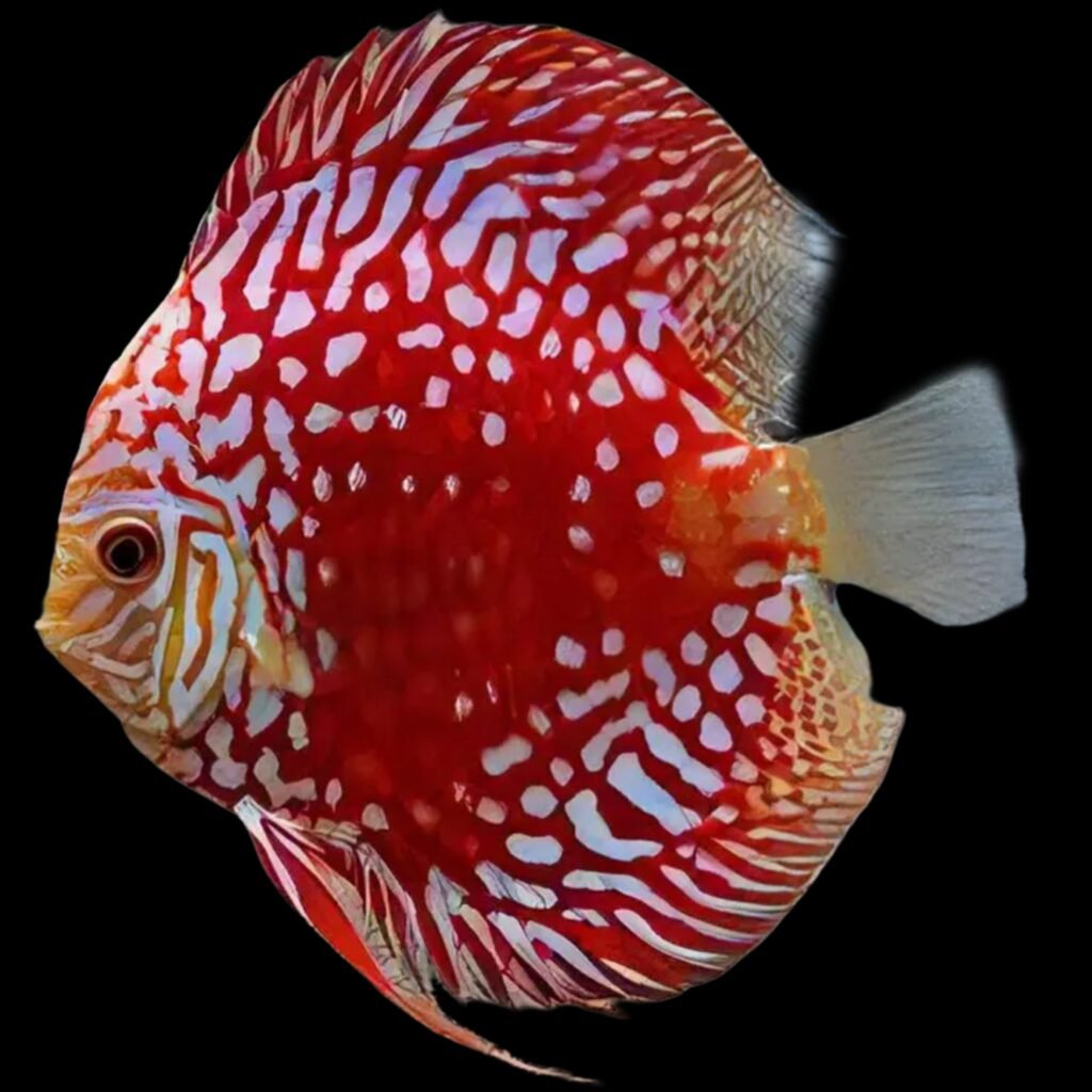 (F31) Red Rafflesia Discus Fish (Symphysodon aequifasciatus) – SNK Aqua ...