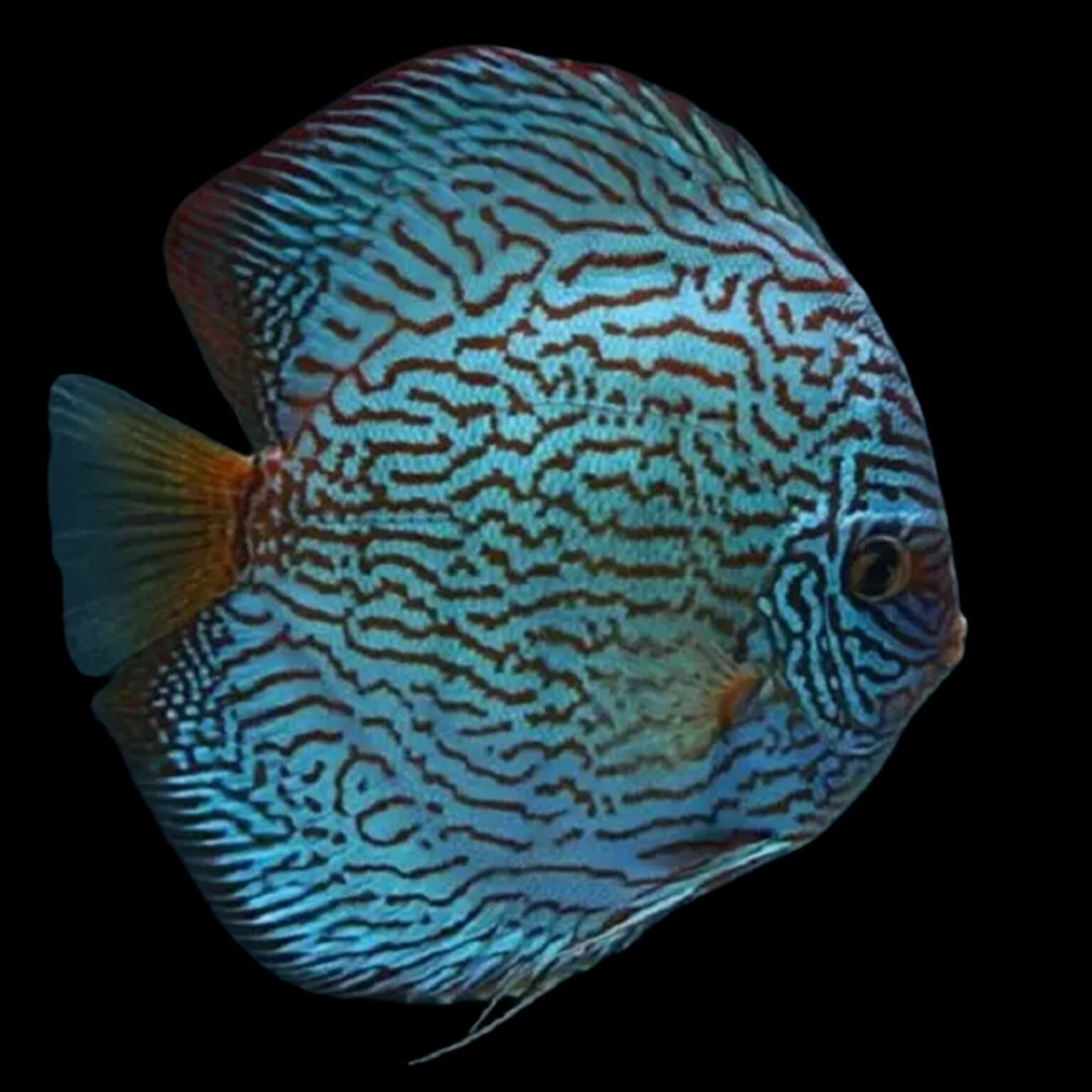 (F31) Altum Flora Discus Fish (Symphysodon aequifasciatus) – SNK Aqua ...