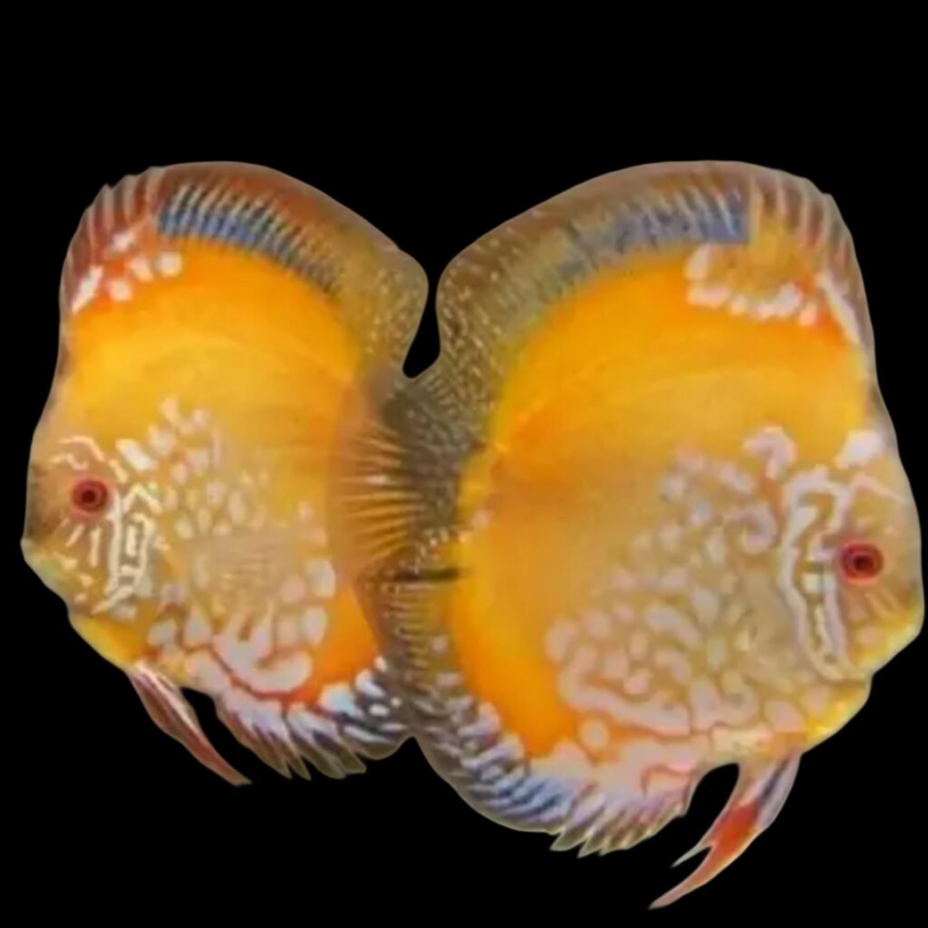 (F31) Golden Rafflesia Discus Fish (Symphysodon aequifasciatus) – SNK ...