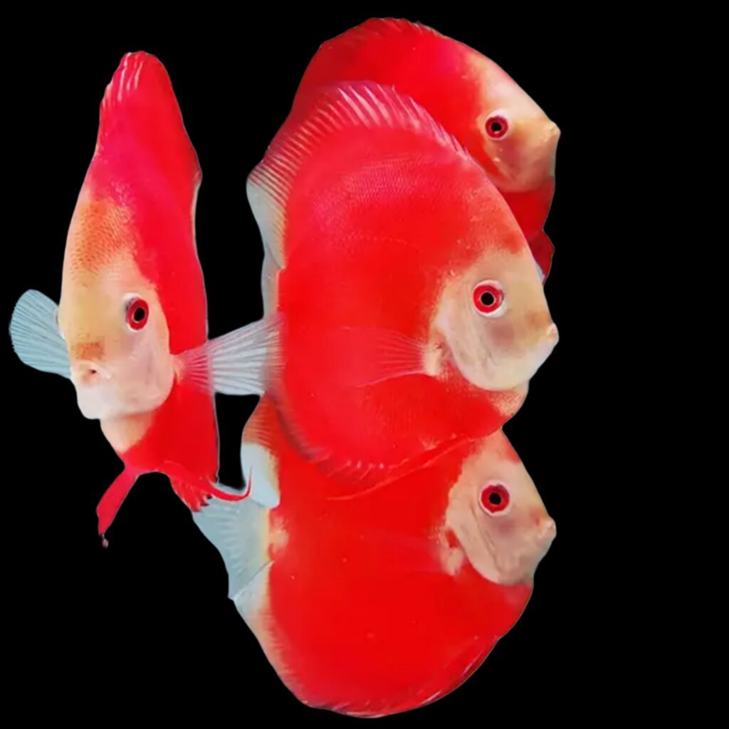 (F31) Super Red Passion Discus (Symphysodon aequifasciatus) – SNK Aqua ...