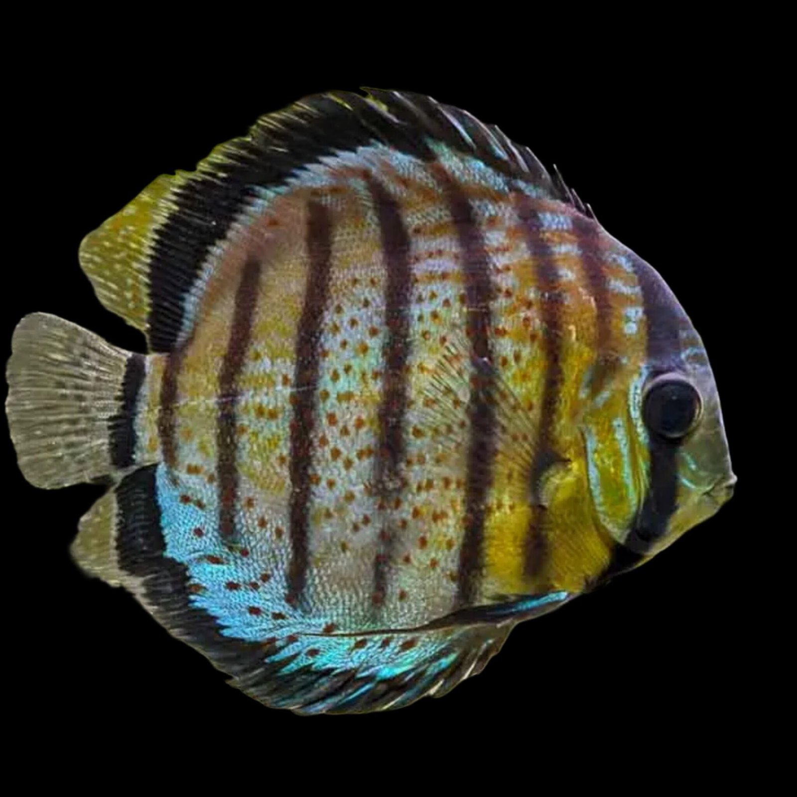 (F31) Wild Red Spotted Green Tefé Discus Fish (Symphysodon ...