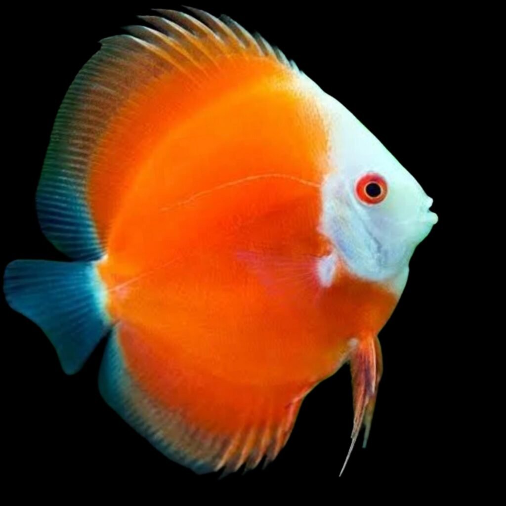 (F31) White Face Red Melon Discus Fish (Symphysodon aequifasciatus ...