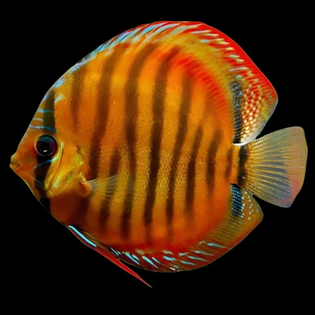 (F31) Red Alenquer Discus Fish (Symphysodon aequifasciatus) – SNK Aqua ...