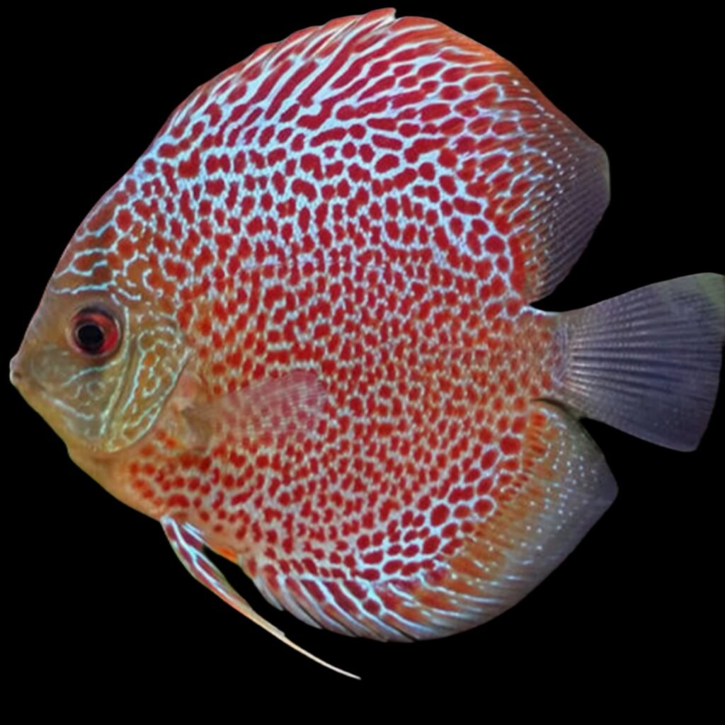 (F31) Leopard Discus Fish (Symphysodon aequifasciatus) – SNK Aqua Pets ...