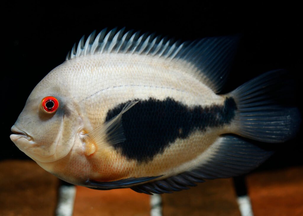 (F8) Uaru Cichlid (Uaru amphiacanthoides) – SNK Aqua Pets | Live ...