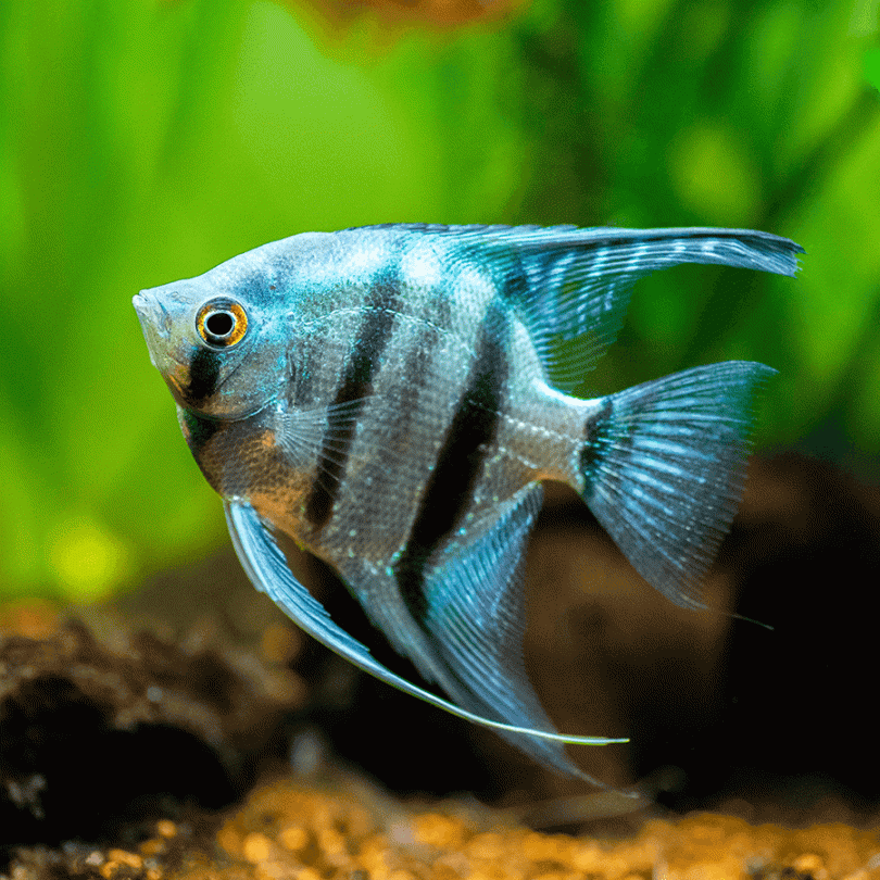 (F311) Philippines Blue Angel (Pterophyllum scalare) – SNK Aqua Pets ...