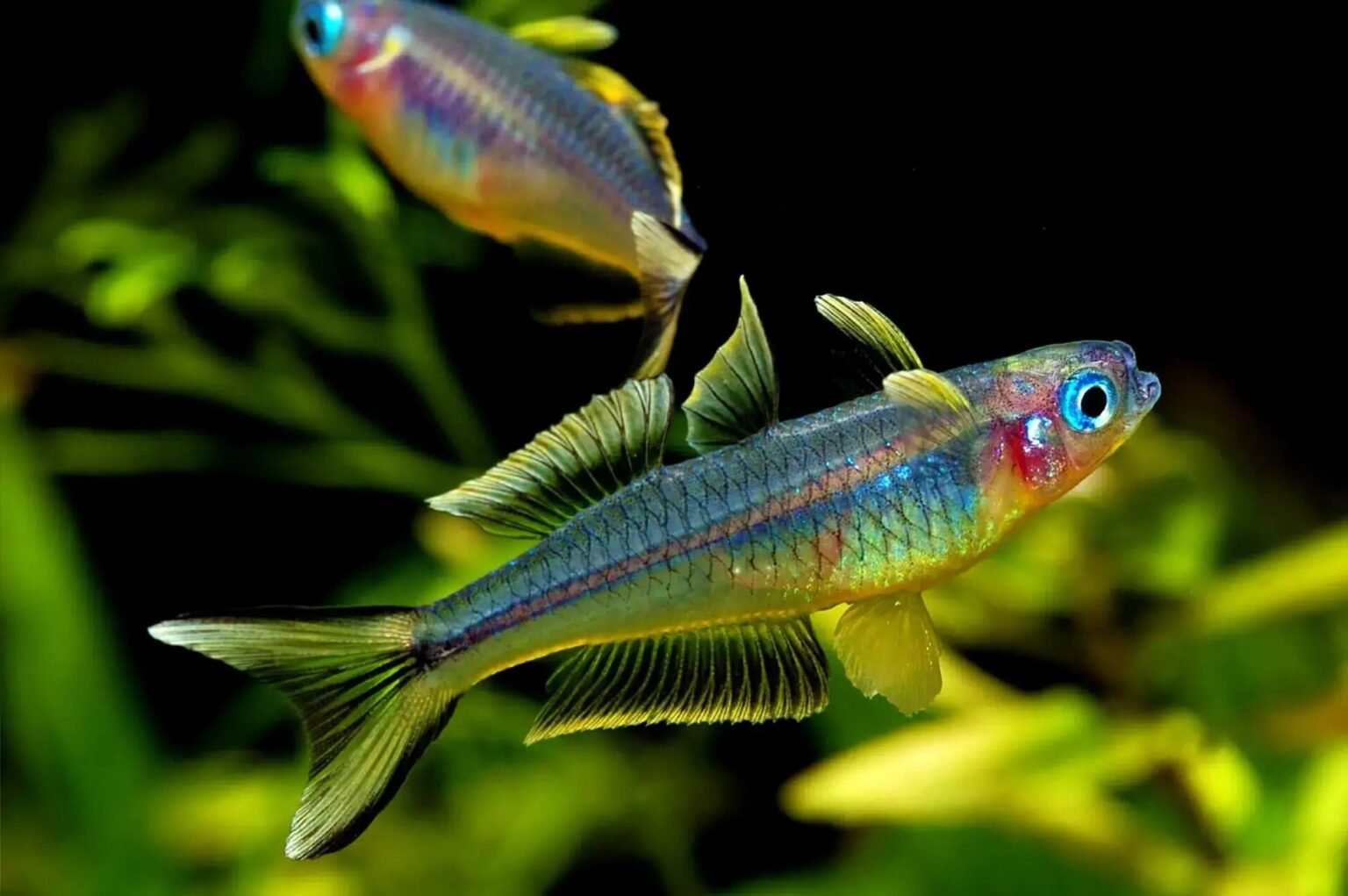 (C2) Forktail Rainbowfish (Pseudomugil furcatus) – SNK Aqua Pets | Live ...