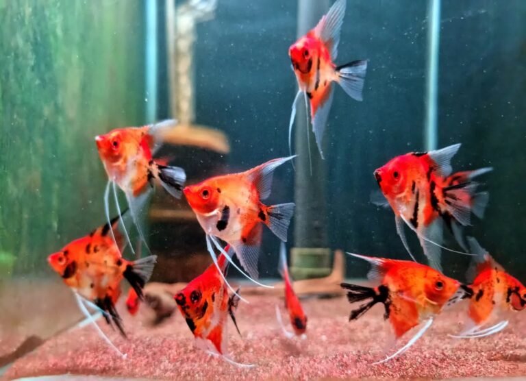 (F311) Red Devil Angel (Pterophyllum scalare) – SNK Aqua Pets | Live ...