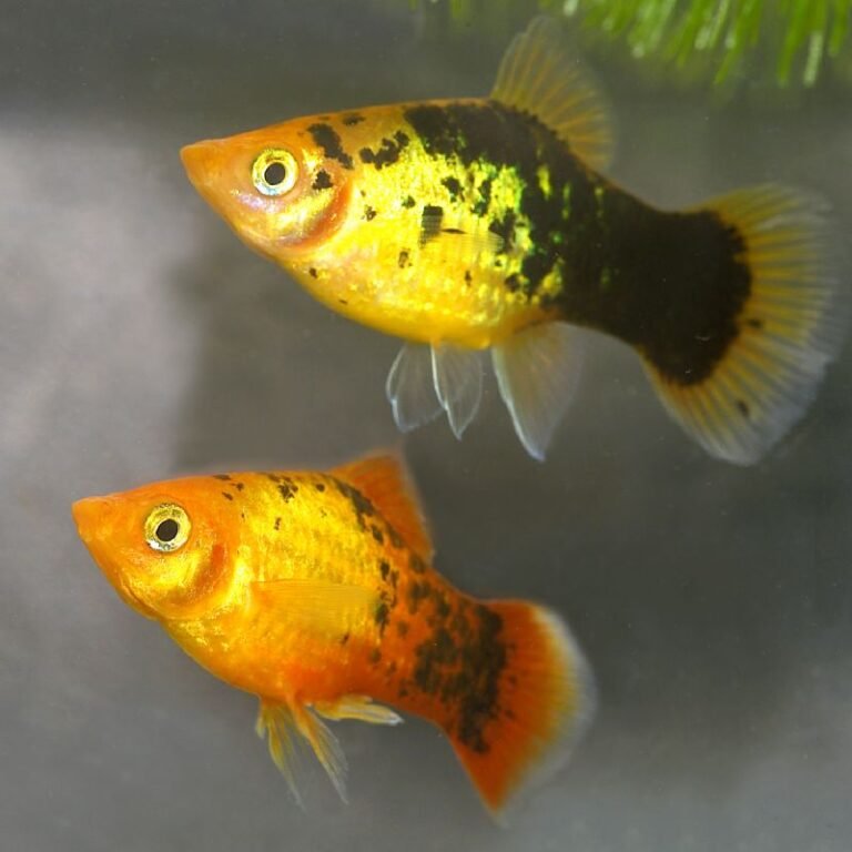 (H1) Helmet Platy (Xiphophorus maculatus) – SNK Aqua Pets | Live ...