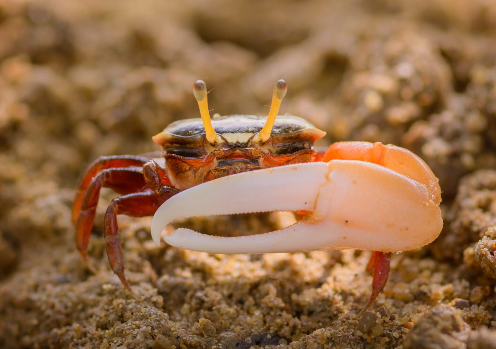 (VA) Melon Crab (Metasesarma aubryi) – SNK Aqua Pets | Live Aquarium ...