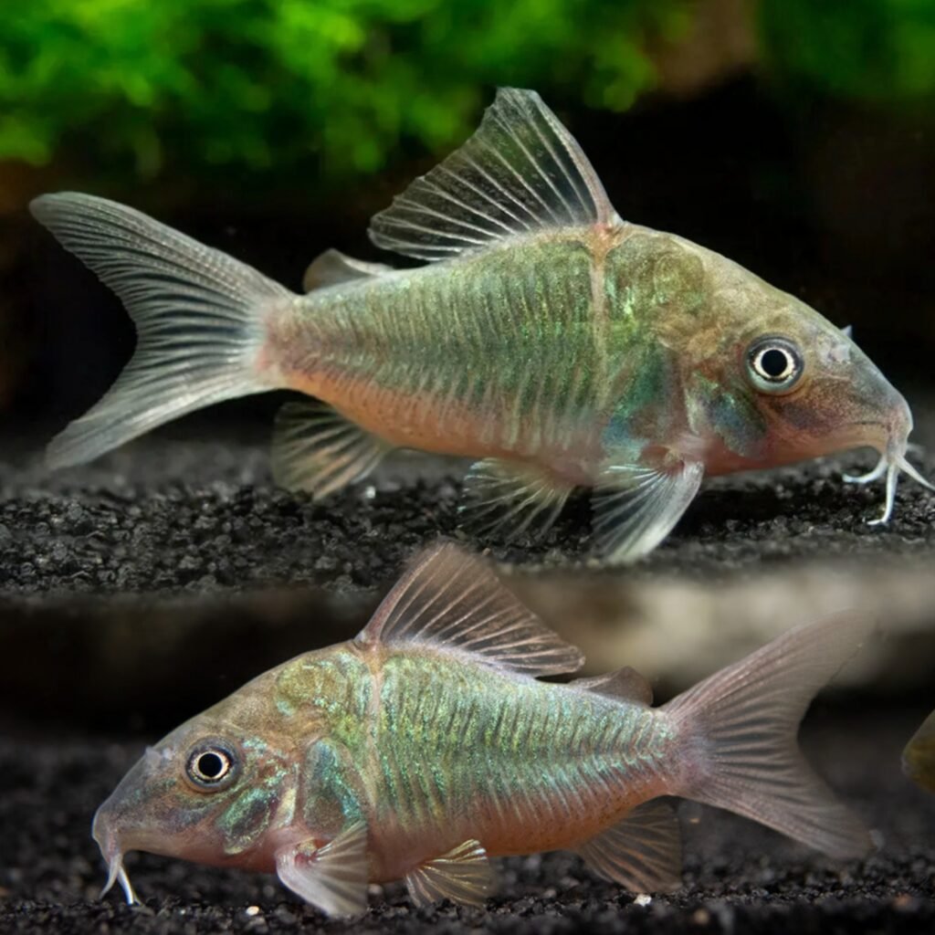 (I) Green Cory Catfish (Corydoras aeneus – Green Variant) – SNK Aqua ...