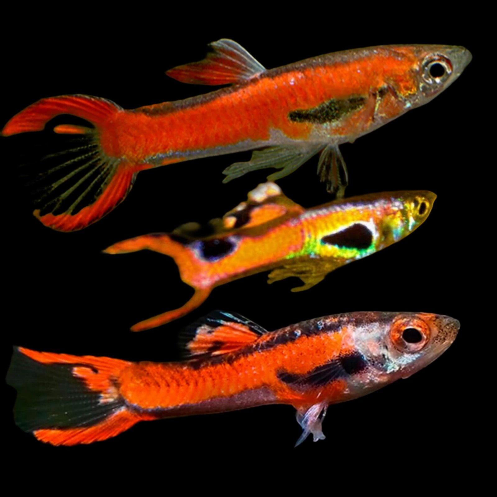 (G) CORAL RED Endler Guppy (Poecilia wingei) [Male + Female pair] – SNK ...