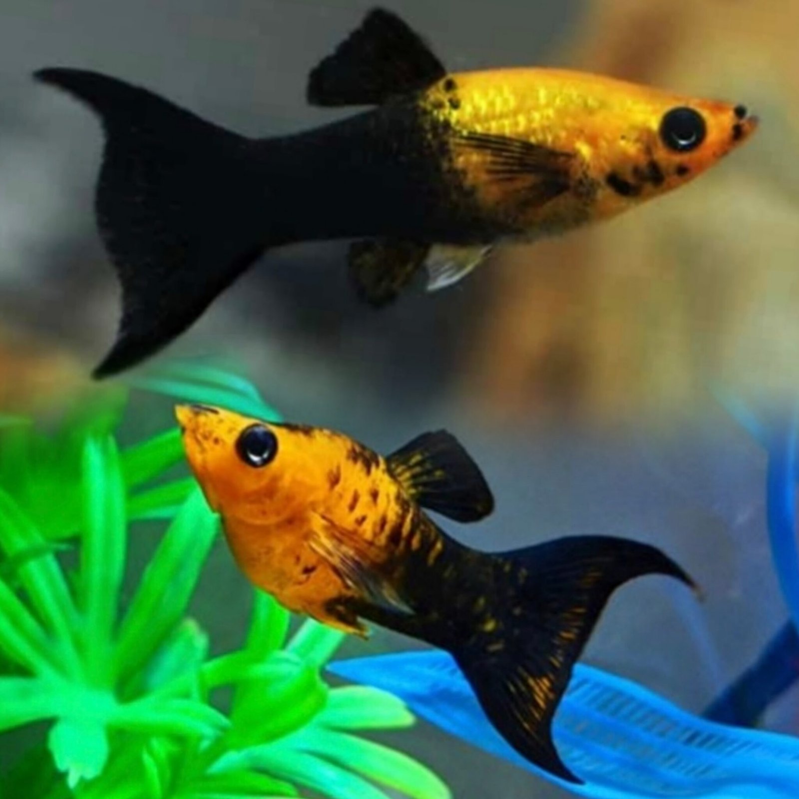 (Ha) Panda moon tail molly Fish (Poecilia sphenops) – SNK Aqua Pets ...
