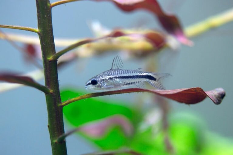 (I) Pygmy Cory Catfish (Corydoras pygmaeus)(nearly 2cm) – SNK Aqua Pets ...