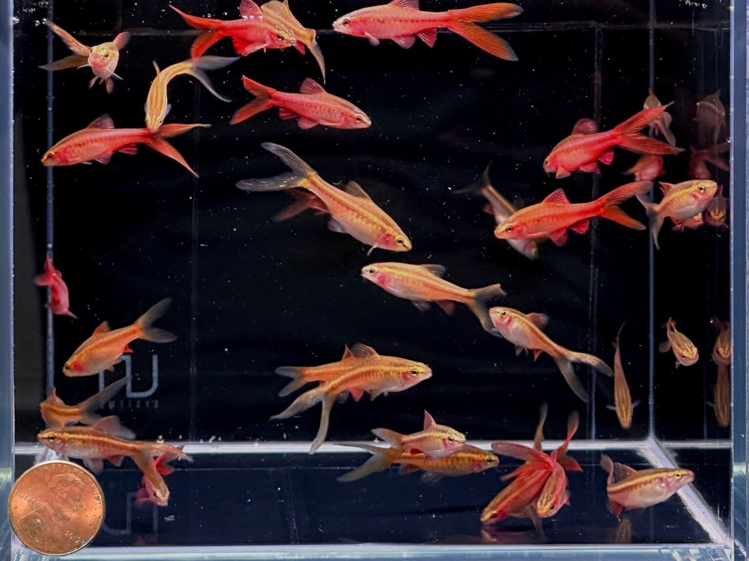 (P) VAIL TAIL Cherry Barb (Puntius titteya) – SNK Aqua Pets | Live ...