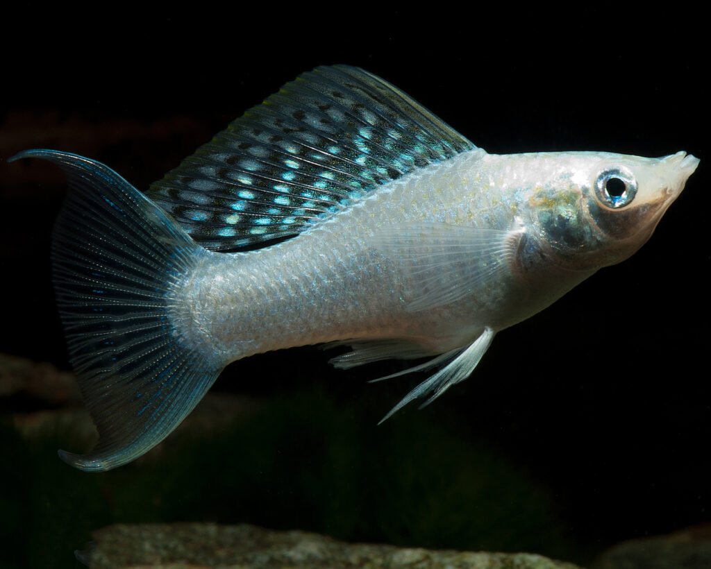 (Ha) White Moon Tail Molly (Poecilia latipinna / Poecilia sphenops ...
