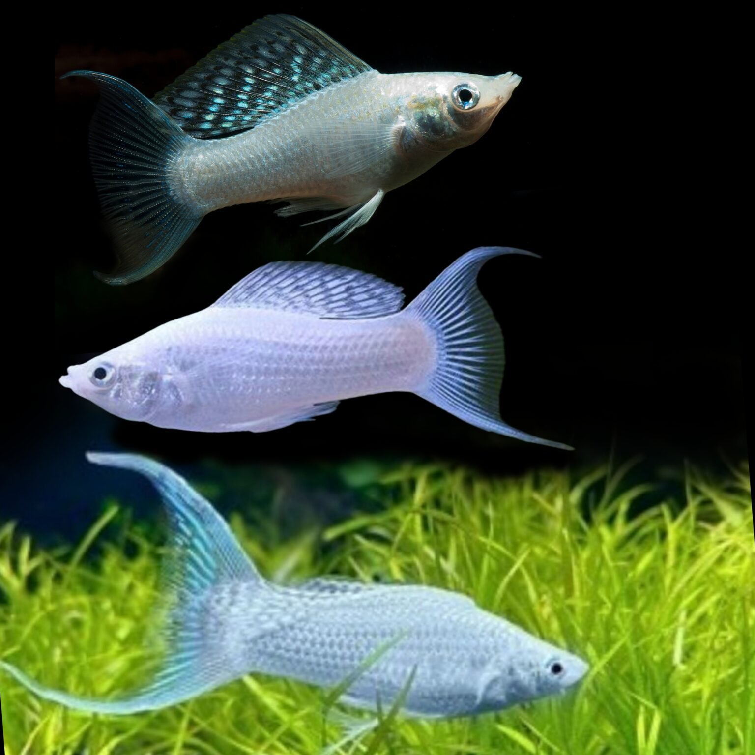 (Ha) White Moon Tail Molly (Poecilia latipinna / Poecilia sphenops ...